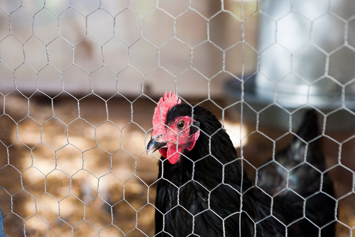 Hexagonal Wire Mesh for Chickens – MOLIOTIS Wire Industry